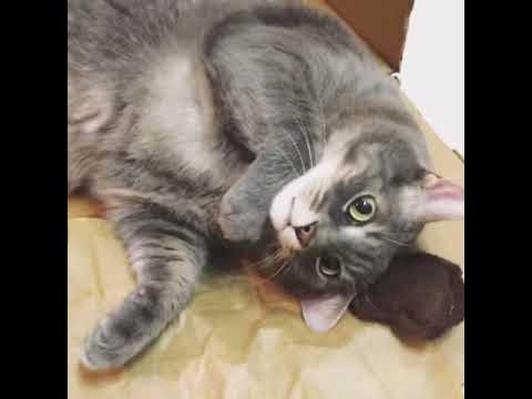 Hershey getting high from catnip toy that looks like a chocolate cookie - YouTube