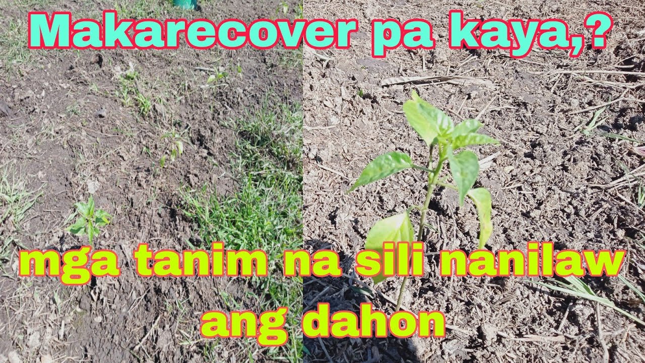 Makarecover pa ba kaya ang mga tanim na sili,? #buhaymagsasaka # ...