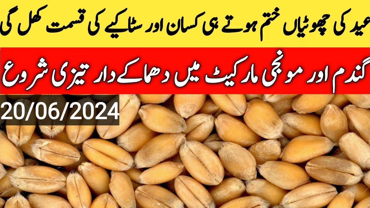 Wheat,Munji,Till,Sarso,Makki Rates update today galla mandi rates/wheat ...