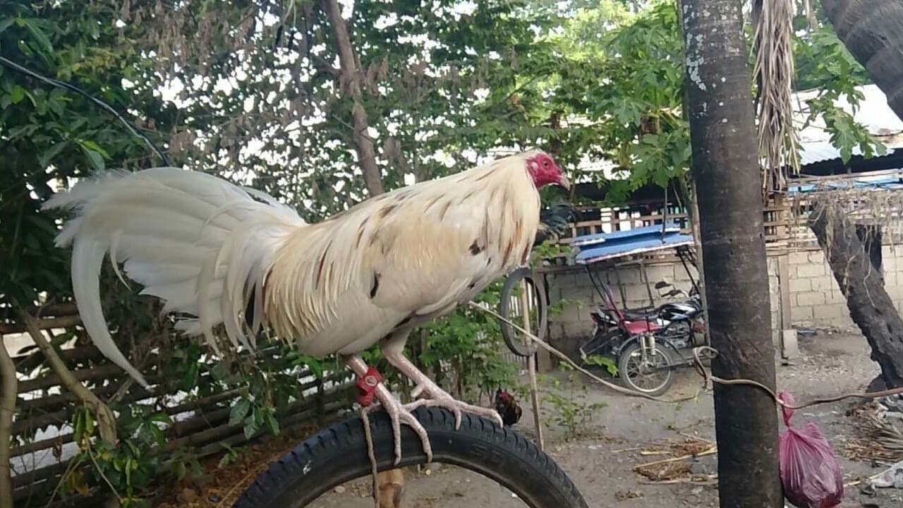 Manok na puti 😁😁 - YouTube