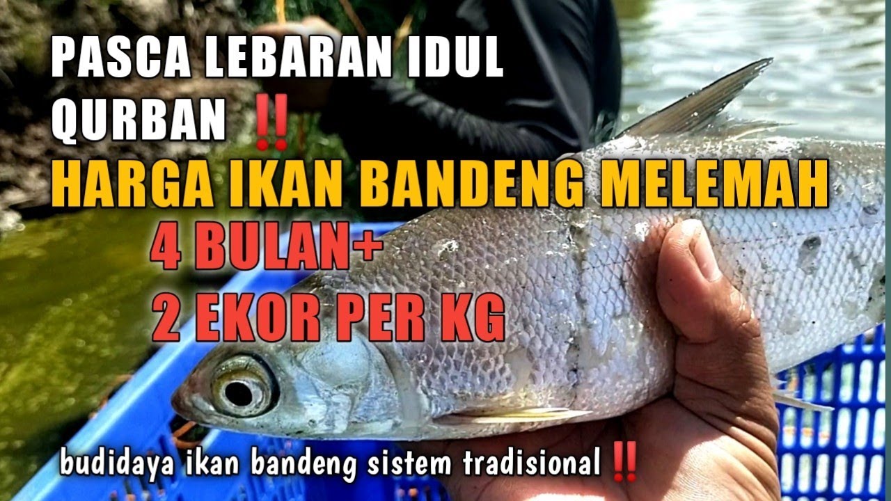 PERSIAPAN PANEN TOTAL IKAN BANDENG USIA BUDIDAYA 4 BULAN+ ‼️ ...