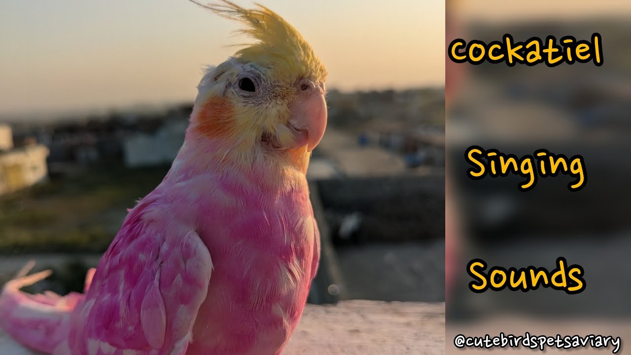 cockatiel singing sounds | female cockatiel singing alone | cute birds ...