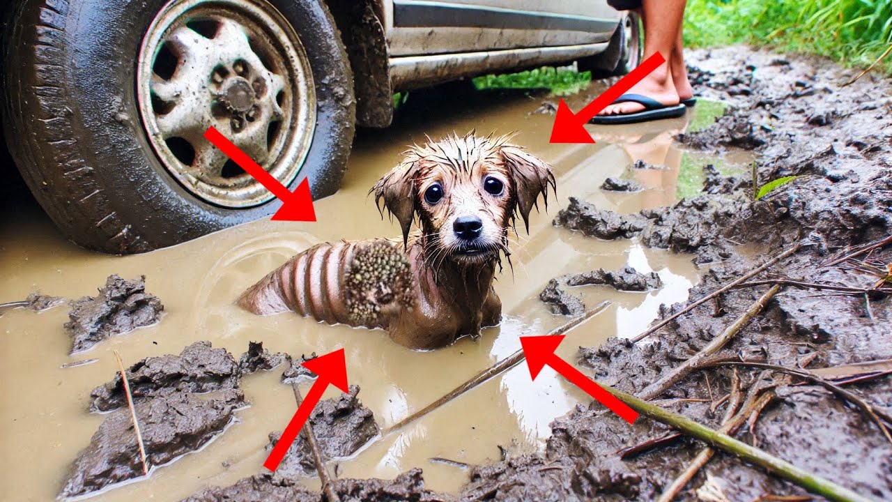 Going in the forest and see abandoned dogs stuck in deep mud..... Stray ...