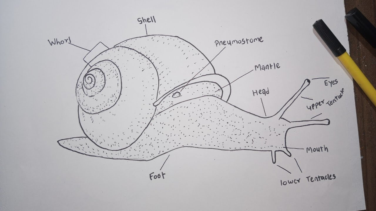 Snail Anatomy | Label Diagram Of Snail | Science Drawing Snail - YouTube