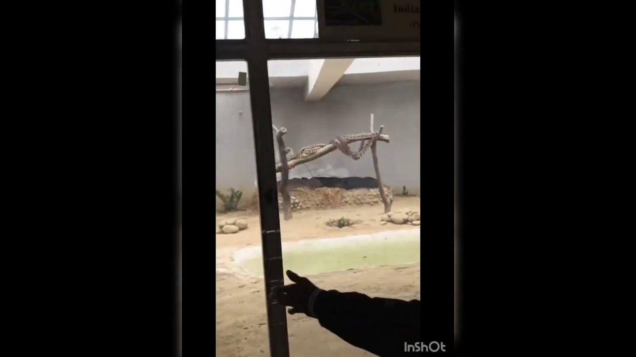 snake 🐍 Room #short # snake - YouTube