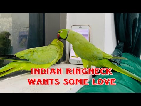 SWEET PARROTS | SWEET INDIAN RINGNECK WANTS LOVE - YouTube