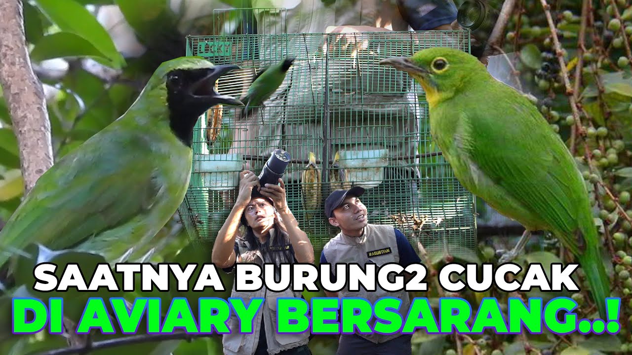 MENYUSUL CICA DAUN JAWA BERSARANG CUCAK HIJAU JUGA KITA RELEASE DI ...