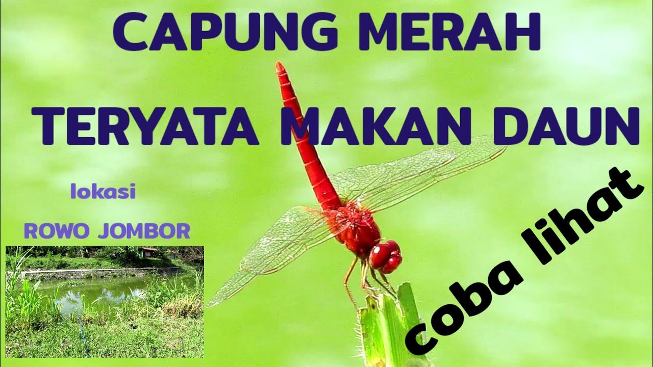 CAPUNG MERAH #capung #serangga #fotozooming - YouTube