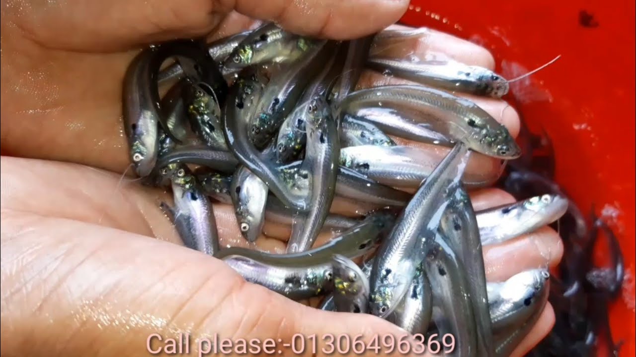 পাবদা মাছের পোনা | পাবদা মাছ চাষ | Pabda Fish Farm in BD - YouTube