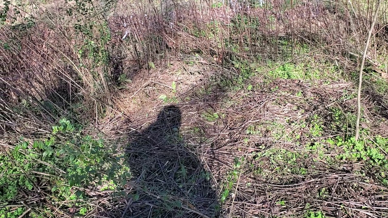 Turning dead Goldenrod stalks into Carbon Rich Soil! - YouTube