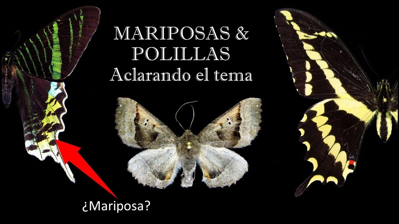 ENTOMOLOGÍA - Mariposas y polillas: aclarando el tema | Insectos ...