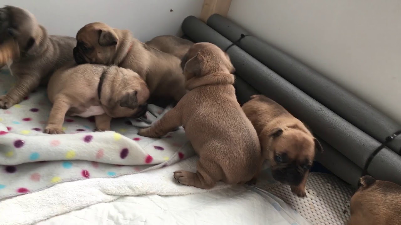 blue fawn and red fawn frenches baby’s - YouTube
