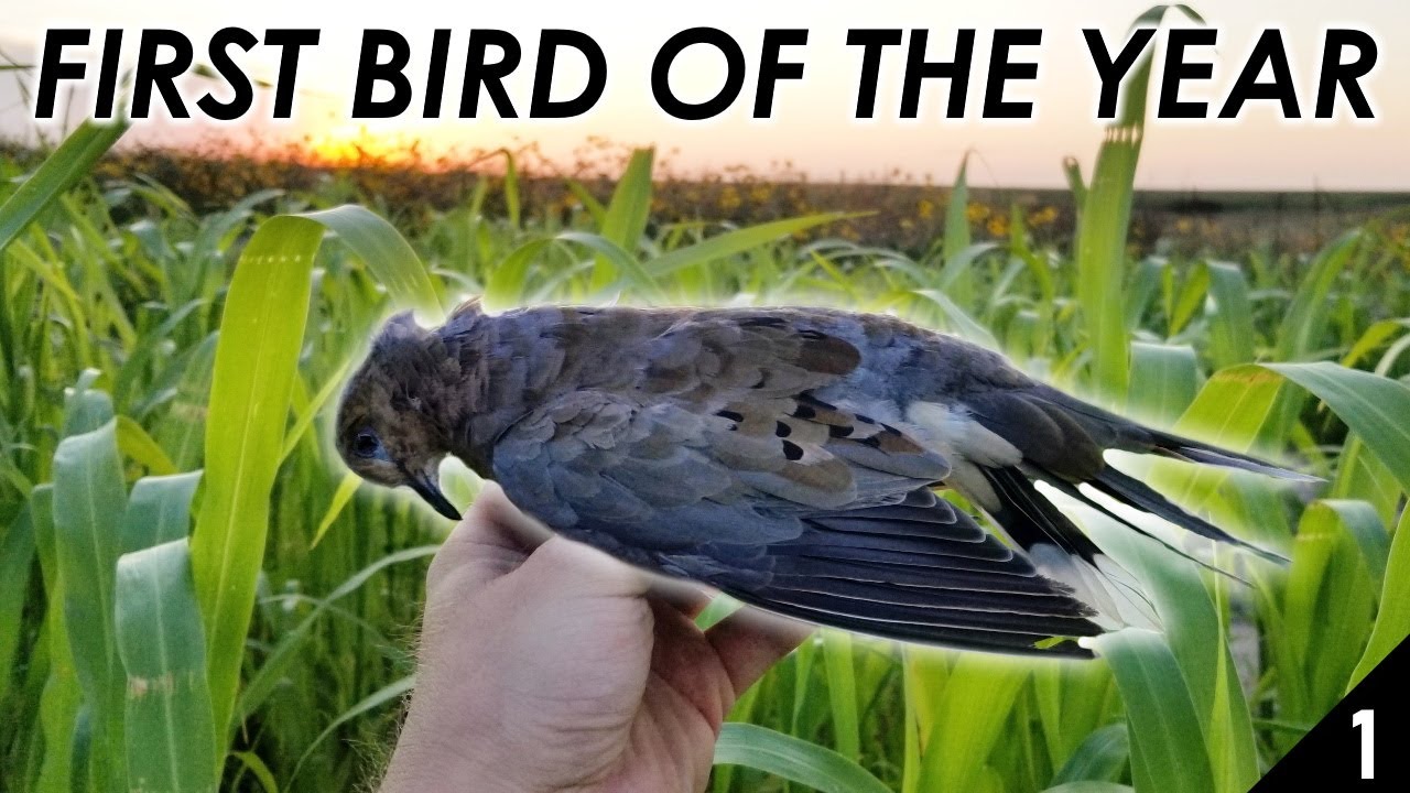 Humbled By Doves | Public Land Dove Hunting 2019 - YouTube