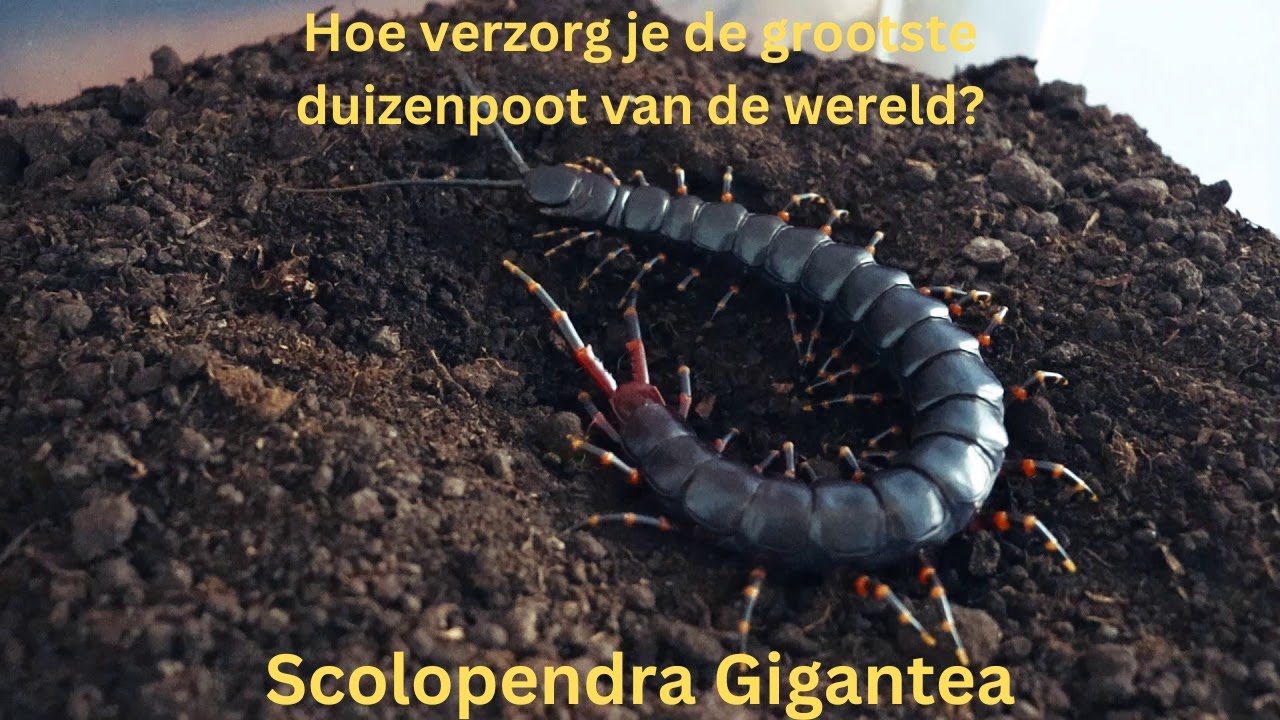 Hoe verzorg je een Duizendpoot? Scolopendra Gigantea - YouTube