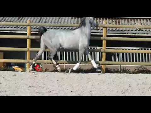 Chacco-white (Chacoon blue) Approved Stallion - Free Movements - YouTube