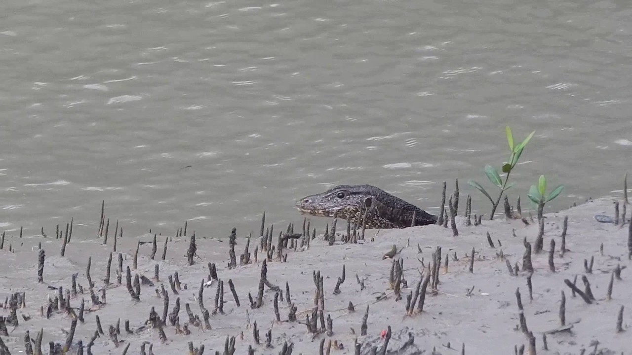 Sunderbans Water Monitor Lizard! - YouTube