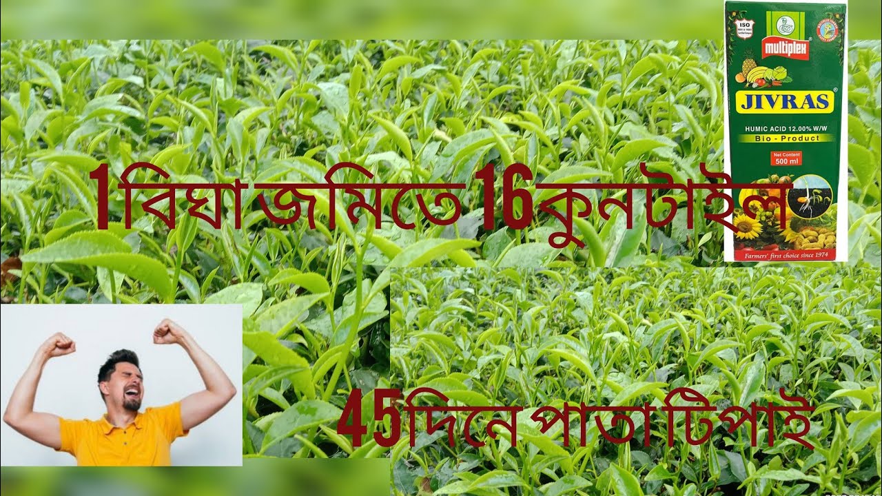tea garden , tea garden Puri jankari , best medicine ,#teakheti - YouTube