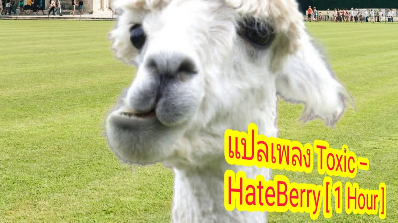 แปลเพลง Toxic – HateBerry [ 1 Hour ] - YouTube