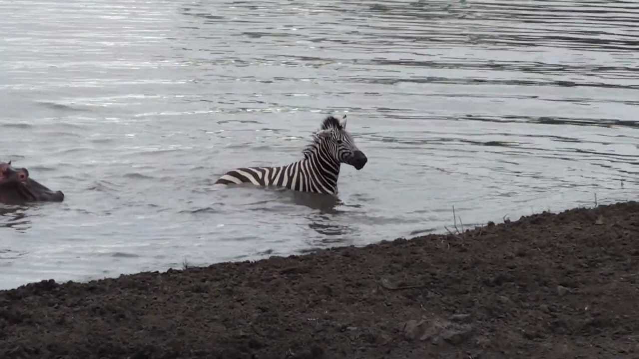 Crocodile vs zebra, amazing encounter - YouTube