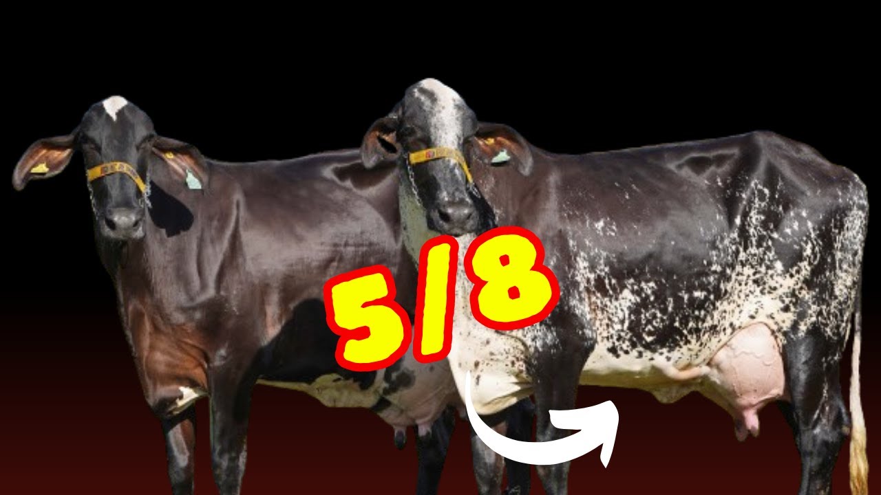 Girolando 5/8 - YouTube