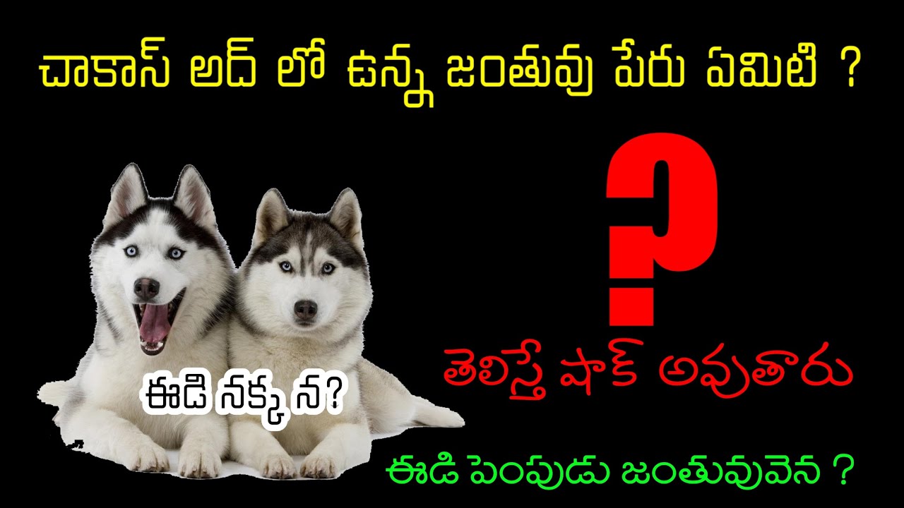 ⚡which animal is used in chocos ad ? is it a dog ? which breed ...