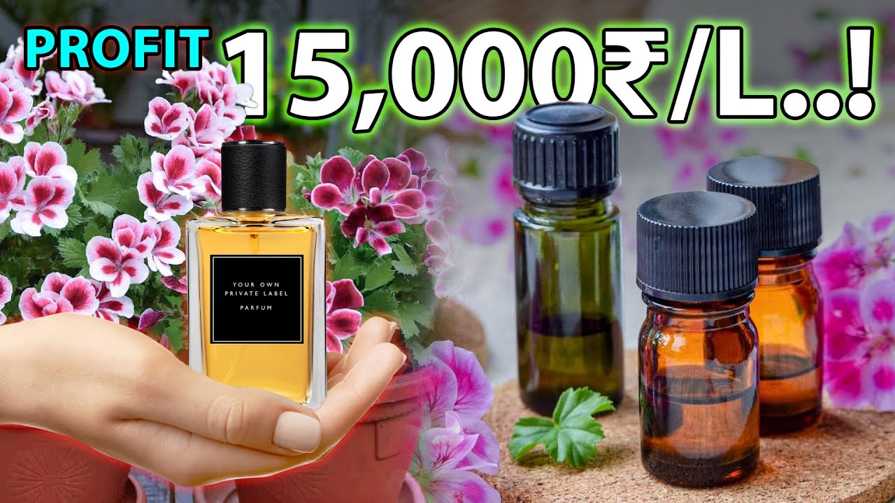 Geranium Flower Farming for Perfume and Oil | How to grow Geranium ...