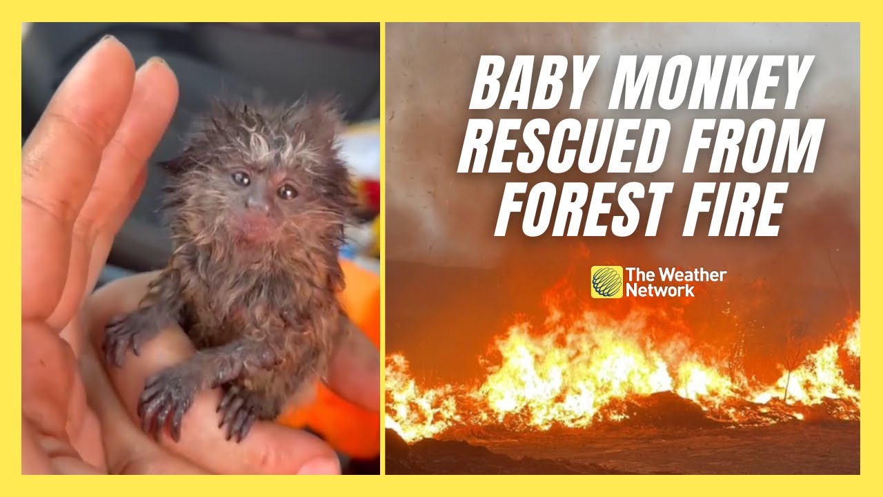 Baby Monkey Rescued From Forest Fire in Brazil - YouTube
