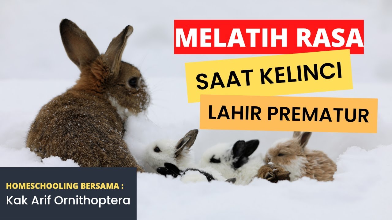 Observasi Kasus Kelinci Lahir Prematur (Bayi Jenis Hyla & Rex) - YouTube