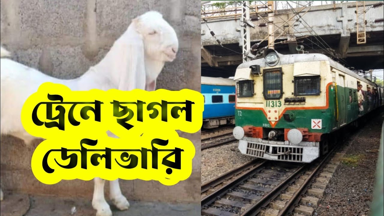 ট্রেনে কিভাবে ছাগল নিয়ে যাবেন | How to Transport Goat on Train - YouTube