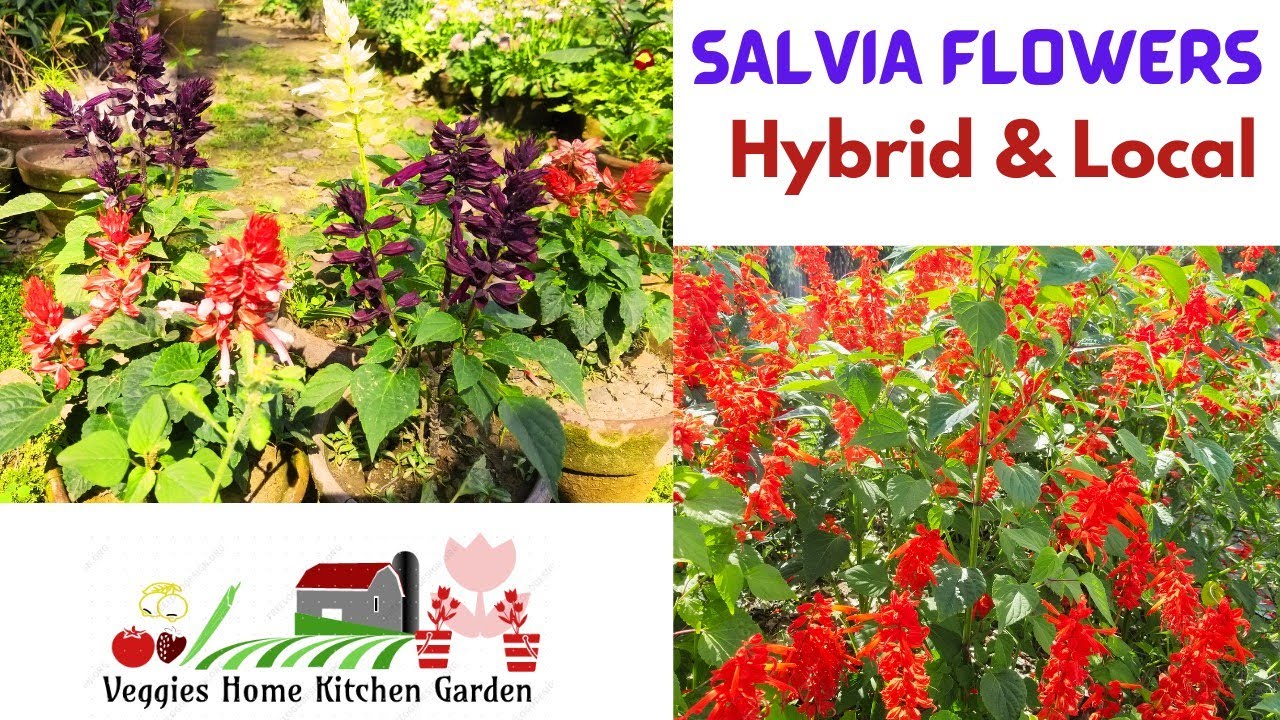 Salvia color of flowers blooms at Asim Rooftop Garden | Hybrid Salvia ...