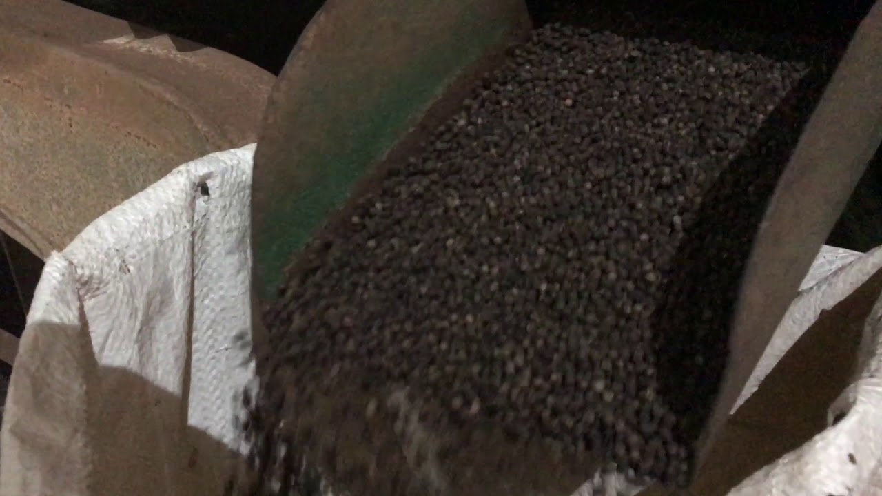 Cleaned 600 Black Pepper Processing 2 - YouTube