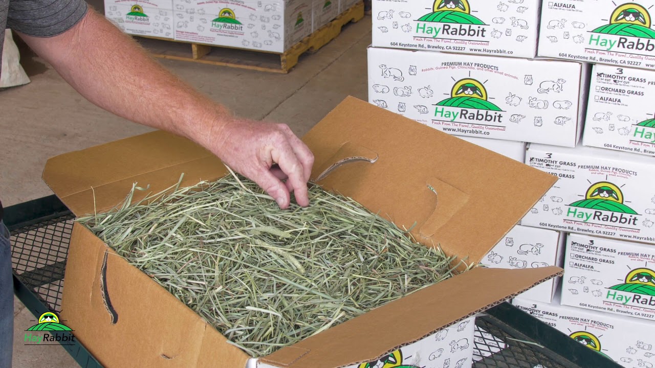 Hay Rabbit 2nd Cut Timothy Hay - YouTube
