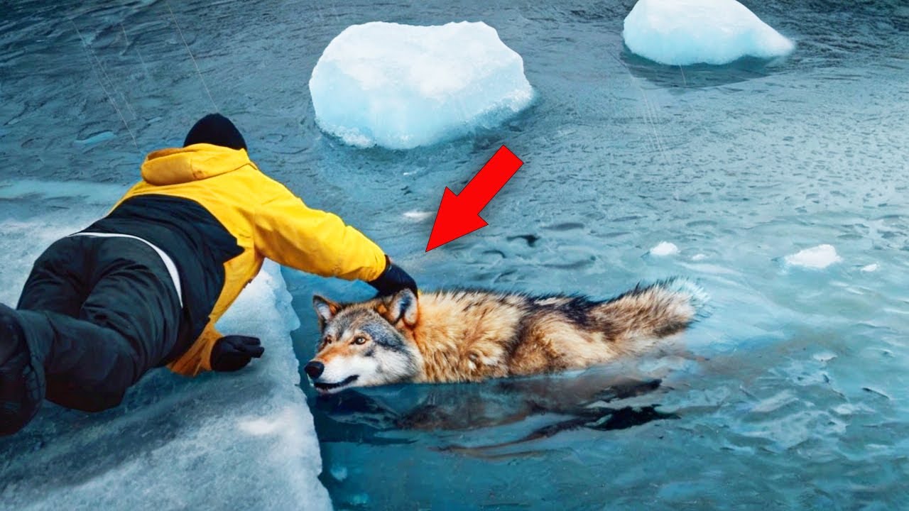 The Man Risked His Life to Save a Drowning Wolf, But What Happened Next ...