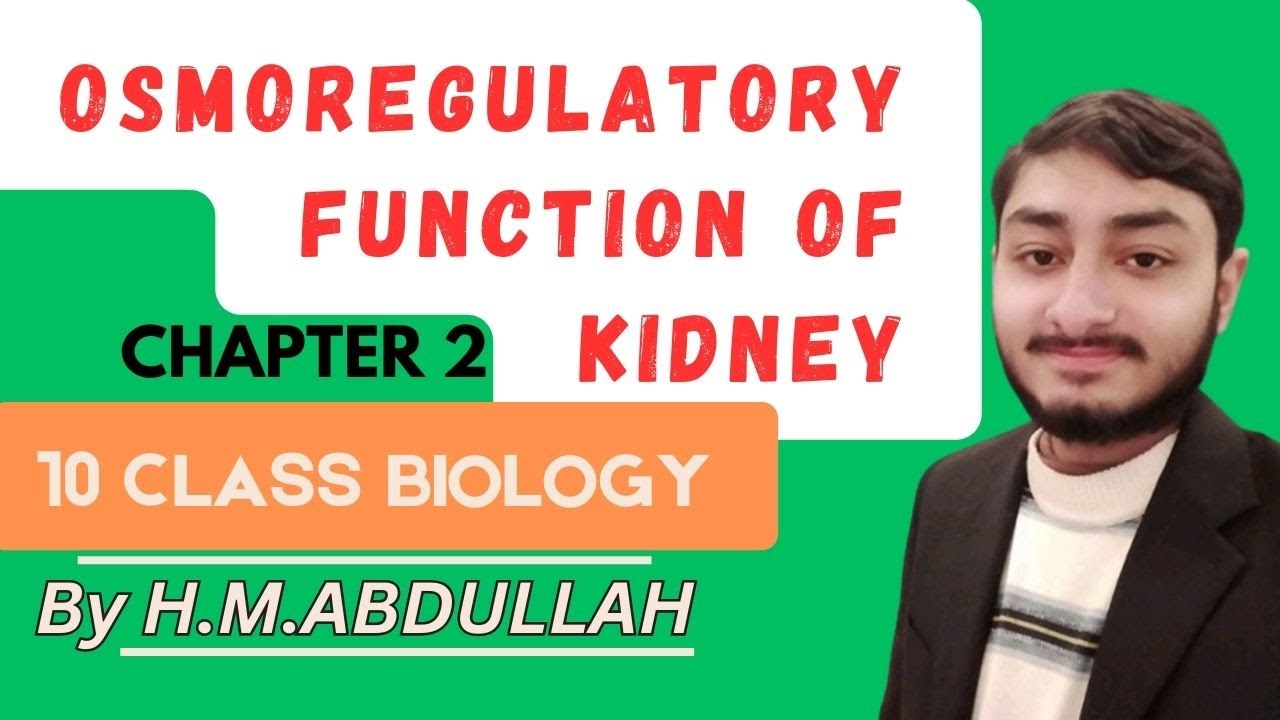 Osmoregulatory function of kidney || 10 CLASS BIOLOGY | CHAPTER 11 || # ...