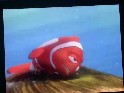 Finding Nemo fishy facts crush
