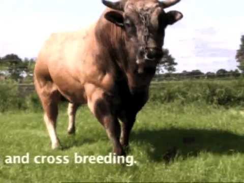Balto, bull of www.bronfort.com LIVESTOCK Elite beef Genetic parthenais ...