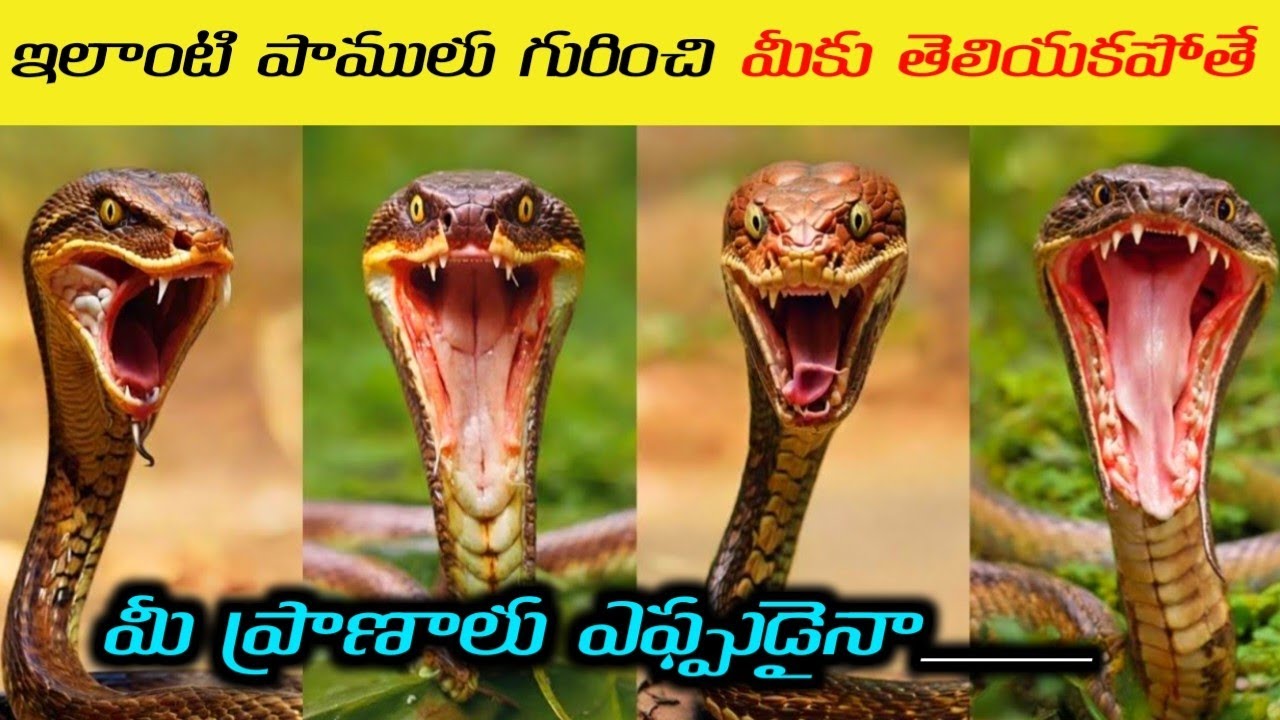 🛑ఈ పాములను చూస్తే వెంటనే పారిపోండి🤯|Most Dangerous Snakes Spices ...