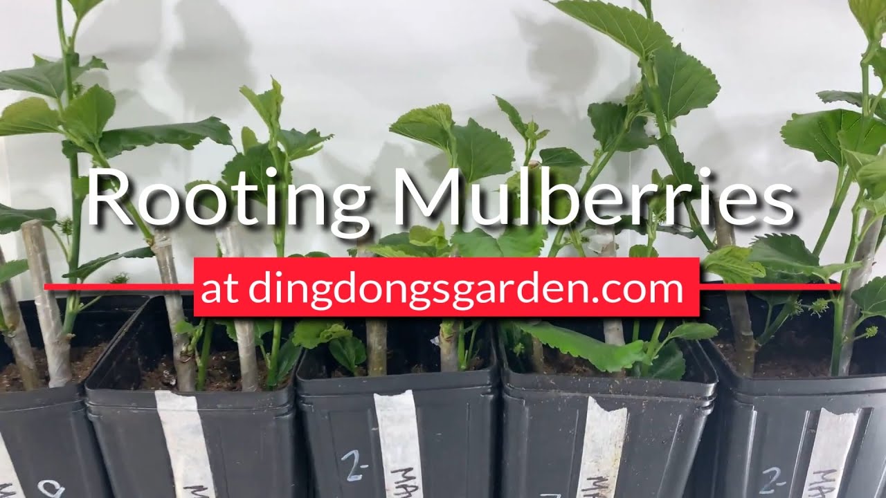 Propagating Maui Mulberry - 4 Weeks After Planting Cuttings - YouTube