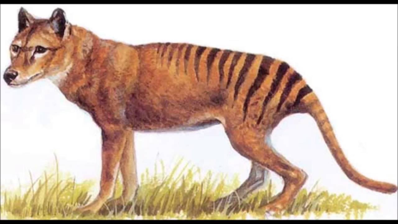 6. Tilacino o Tigre de Tasmania (Extinción: 1936). - YouTube