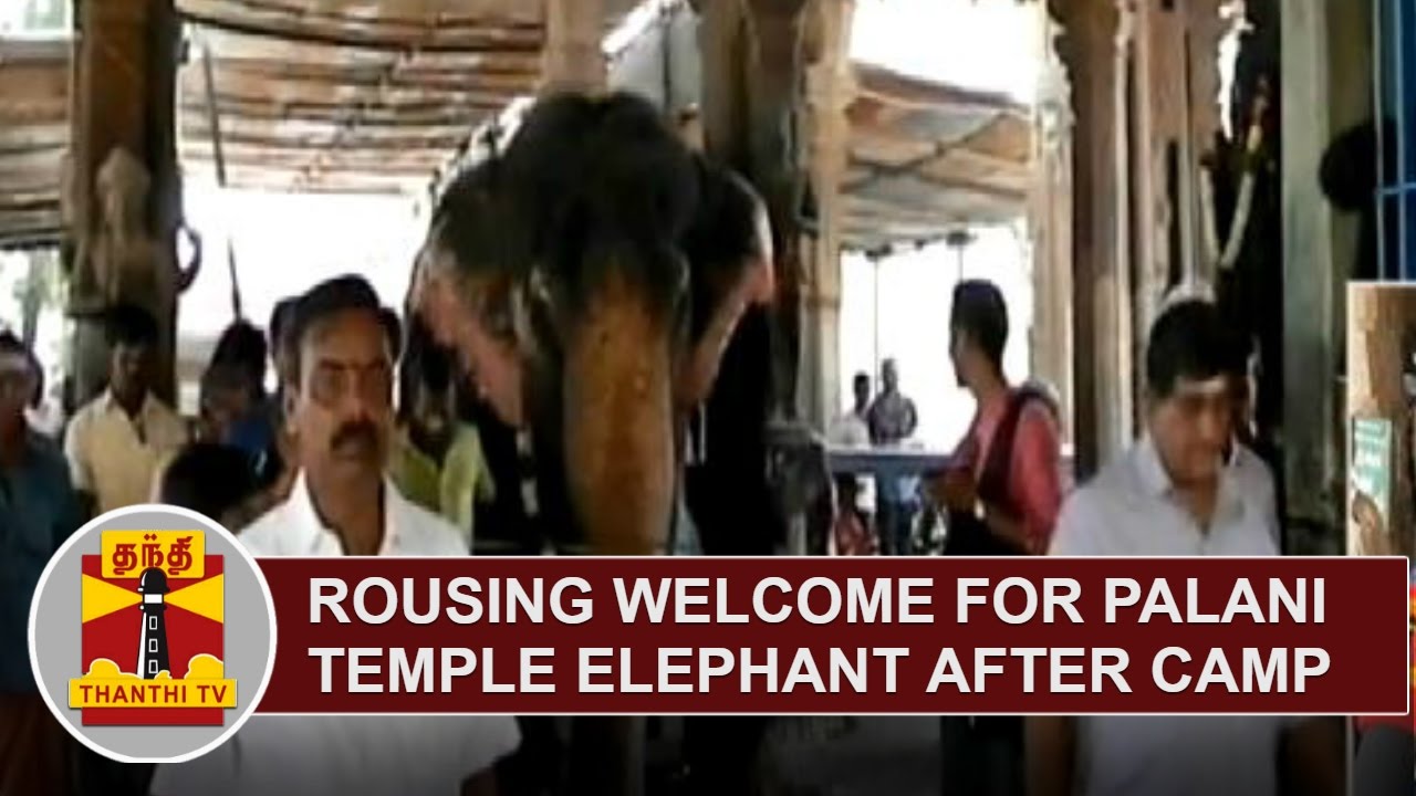 Rousing Welcome for Palani Temple Elephant after Rejuvenation Camp ...