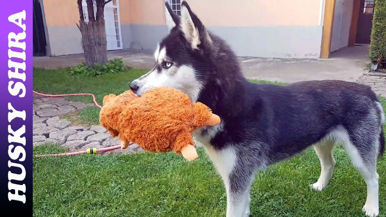 Shira And Her New Baby - YouTube