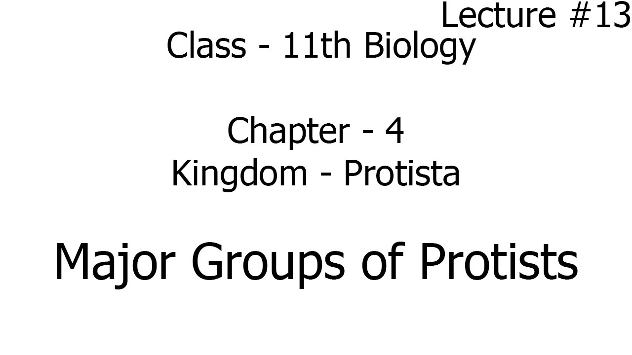 major groups of protists | kingdom Protista | biology | class 11th ...