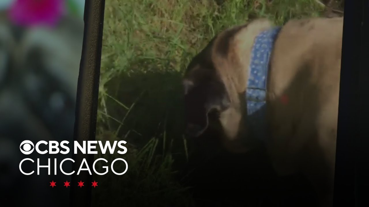Bertha, 170-pound mastiff, arrives at new home in Oregon - YouTube