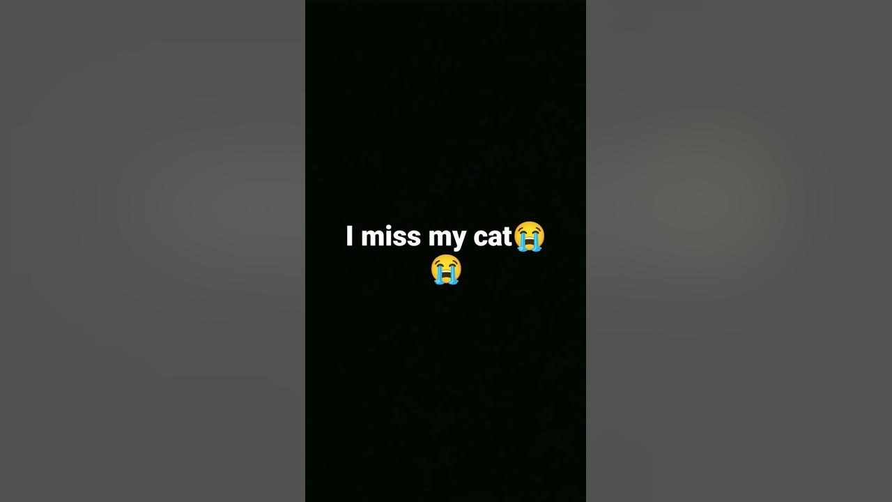 I Miss My Cat YouTube i-miss-my-cat-youtube