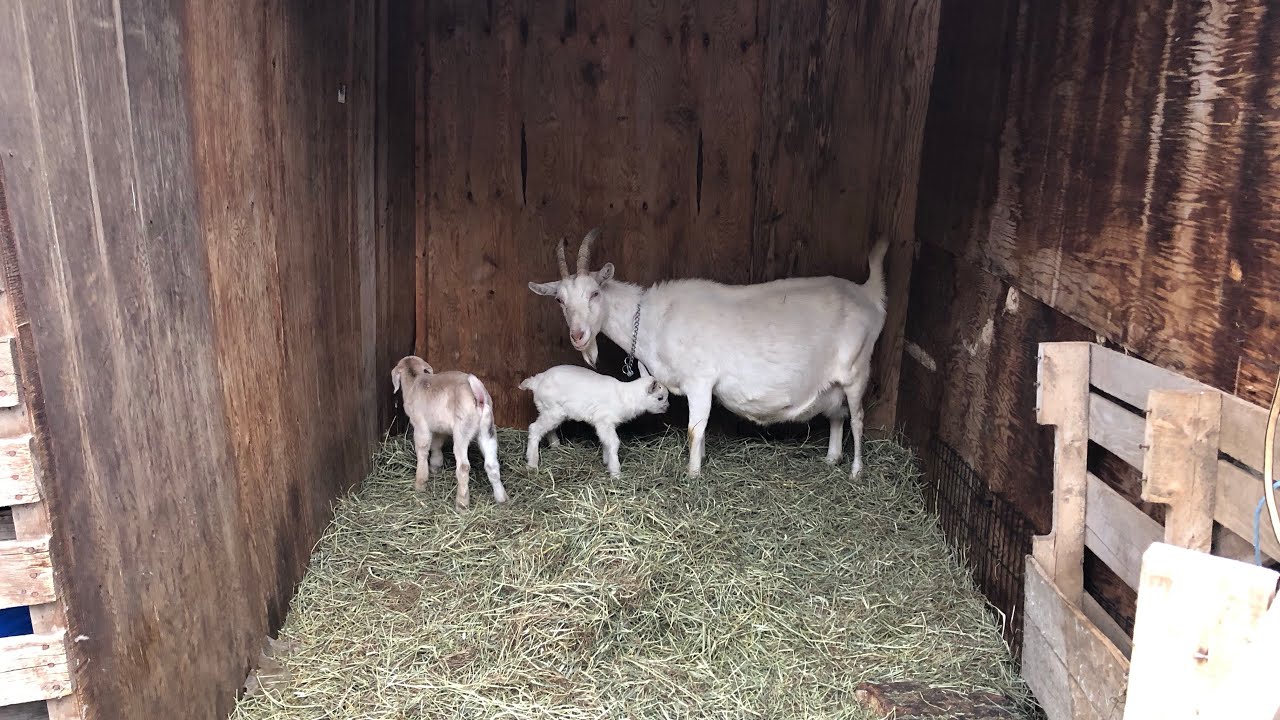 Newborn Baby Goats - First playtime! - YouTube