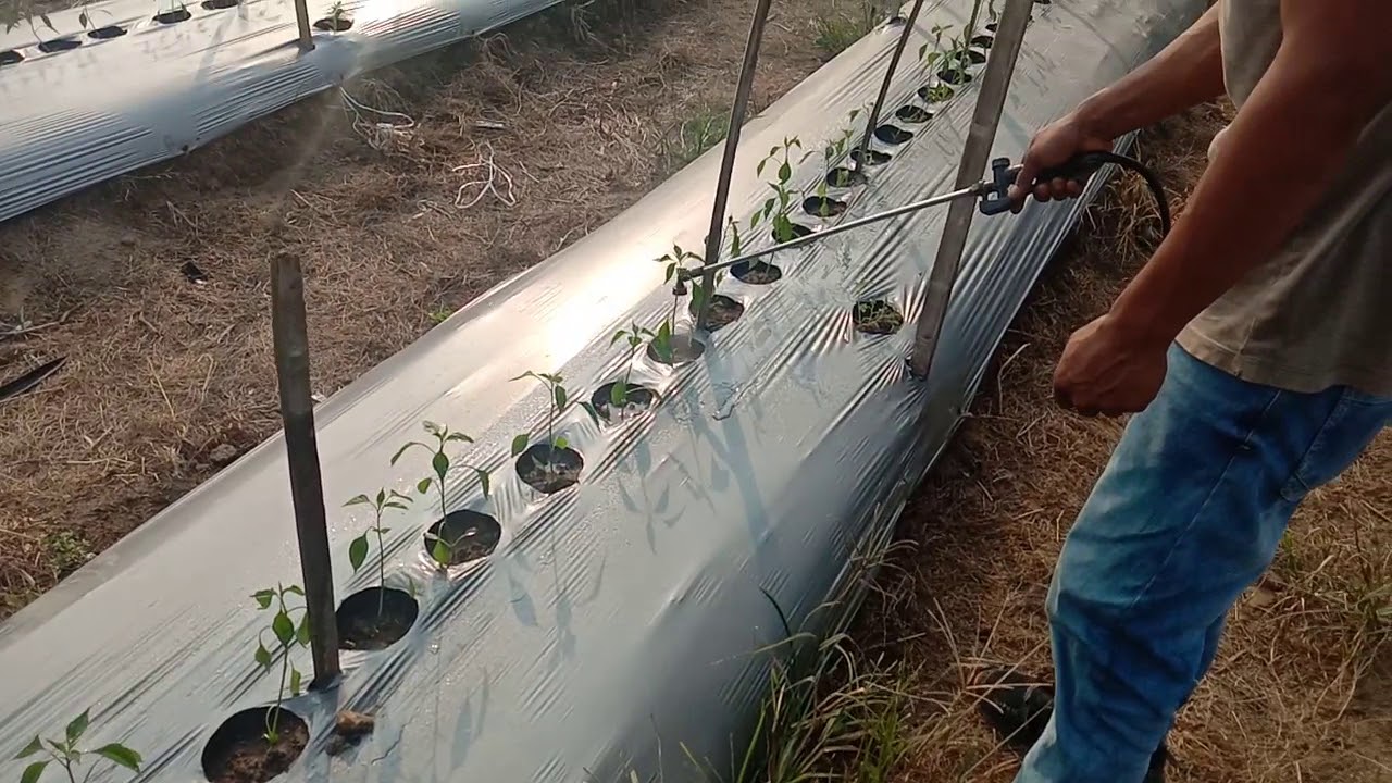AANG TEAM eco farming part (1)LAMPUNG - YouTube