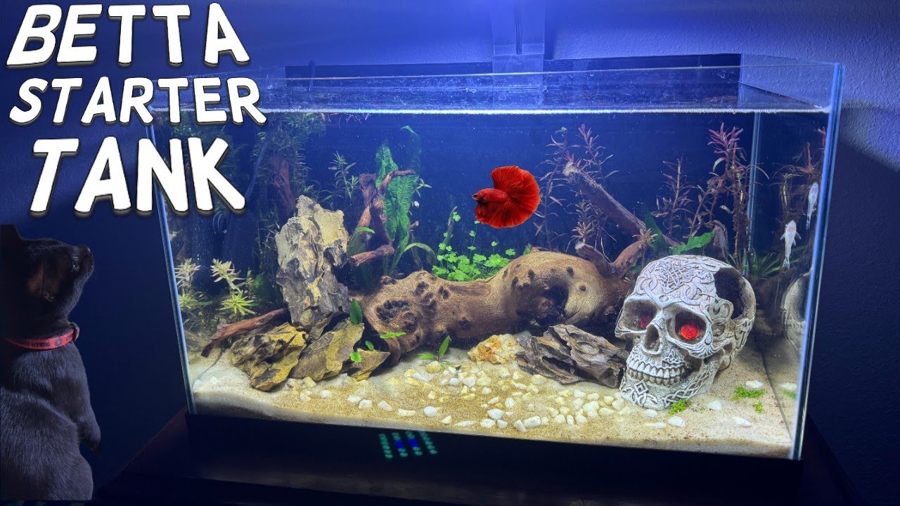 Easy Betta Aquarium Low Tech (aquascape tutorial) - YouTube