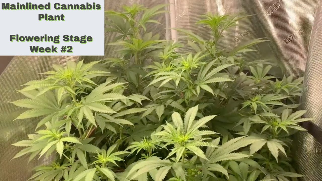 Mainlined Cannabis Plant - Week #2 of Flowering - YouTube