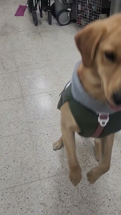 공이 이상한가 래브라도 다견가정 강아지브이로그 반려견 실외배변강아지 Youtube