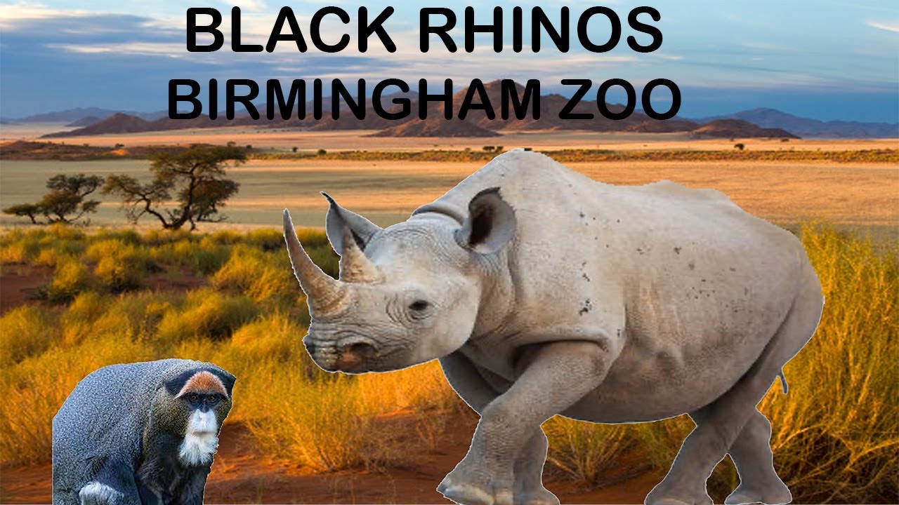 Uncaged Zoo Tours: Black Rhinos at the Birmingham Zoo #uncagedzootours ...